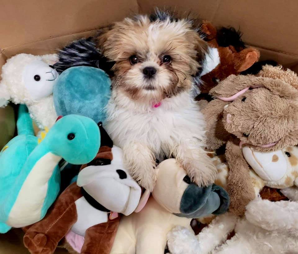 (Puppy) Love the Slow Months – My Baby's Heartbeat Bear