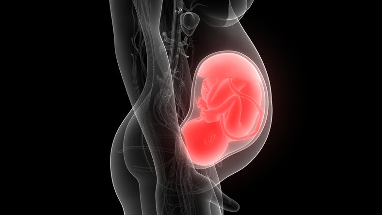 The 40 Weeks of Pregnancy: Week by Week - My Baby's Heartbeat Bear